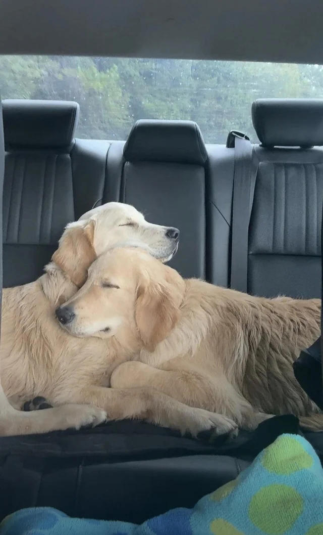 35 Times Golden Retrievers Proved They’re Too Pure For This World