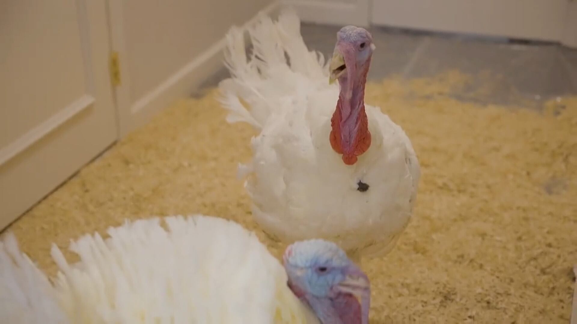 Bird flu detected in central Iowa commercial turkey flock