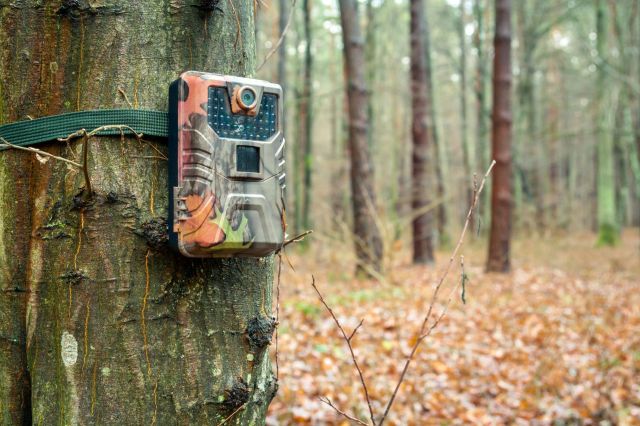 Experts thrilled as trail cameras capture unbelievable footage of ...