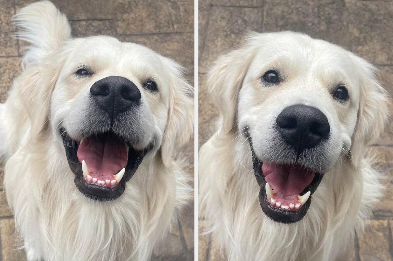 35 Times Golden Retrievers Proved They’re Too Pure For This World