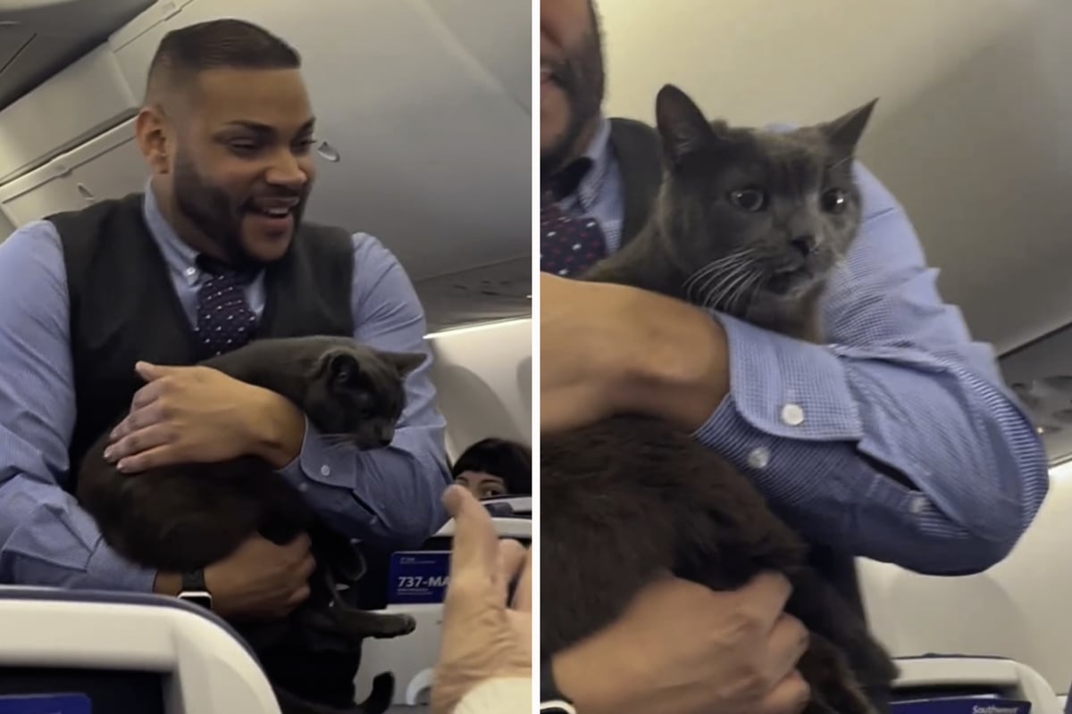 Cat gets loose on Thanksgiving plane ride: "The cat distribution system ...
