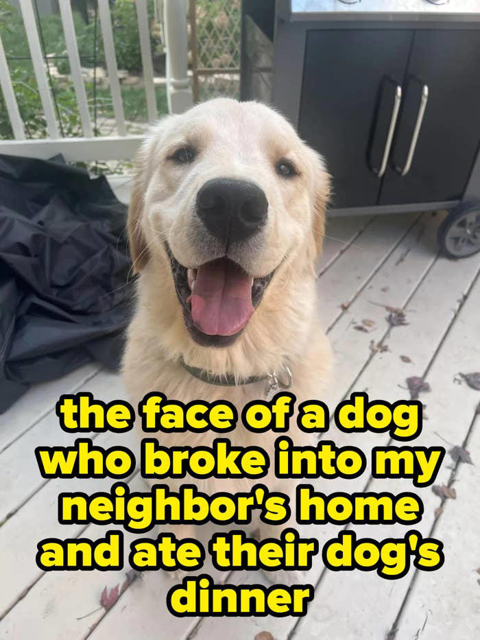 35 Times Golden Retrievers Proved They’re Too Pure For This World