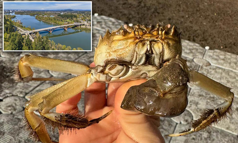 Scary invasive Chinese creature that can climb 13ft walls sparks panic ...