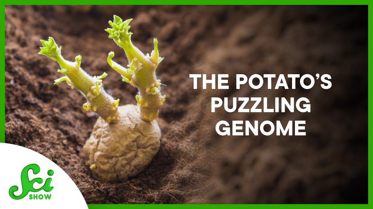 Why Genetic Engineering Can’t Do Everything (Yet)