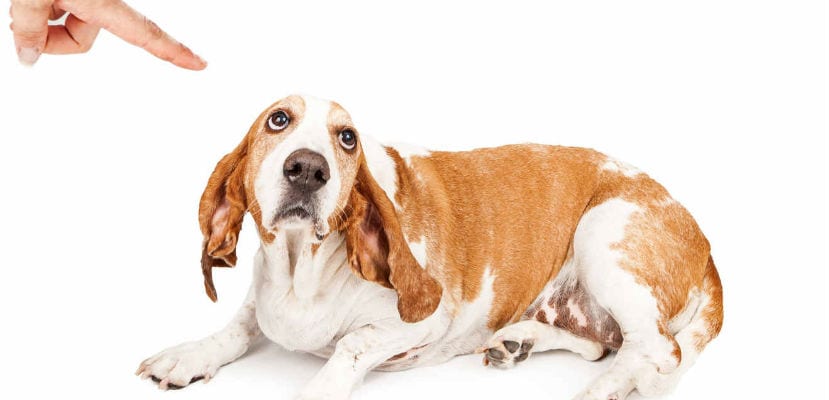Cómo regañar a tu perro correctamente sin dañarlo ni confundirlo
