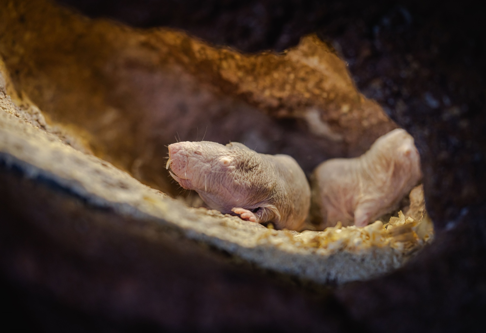 9 Ugly Animals You Don’t Want To Mess With