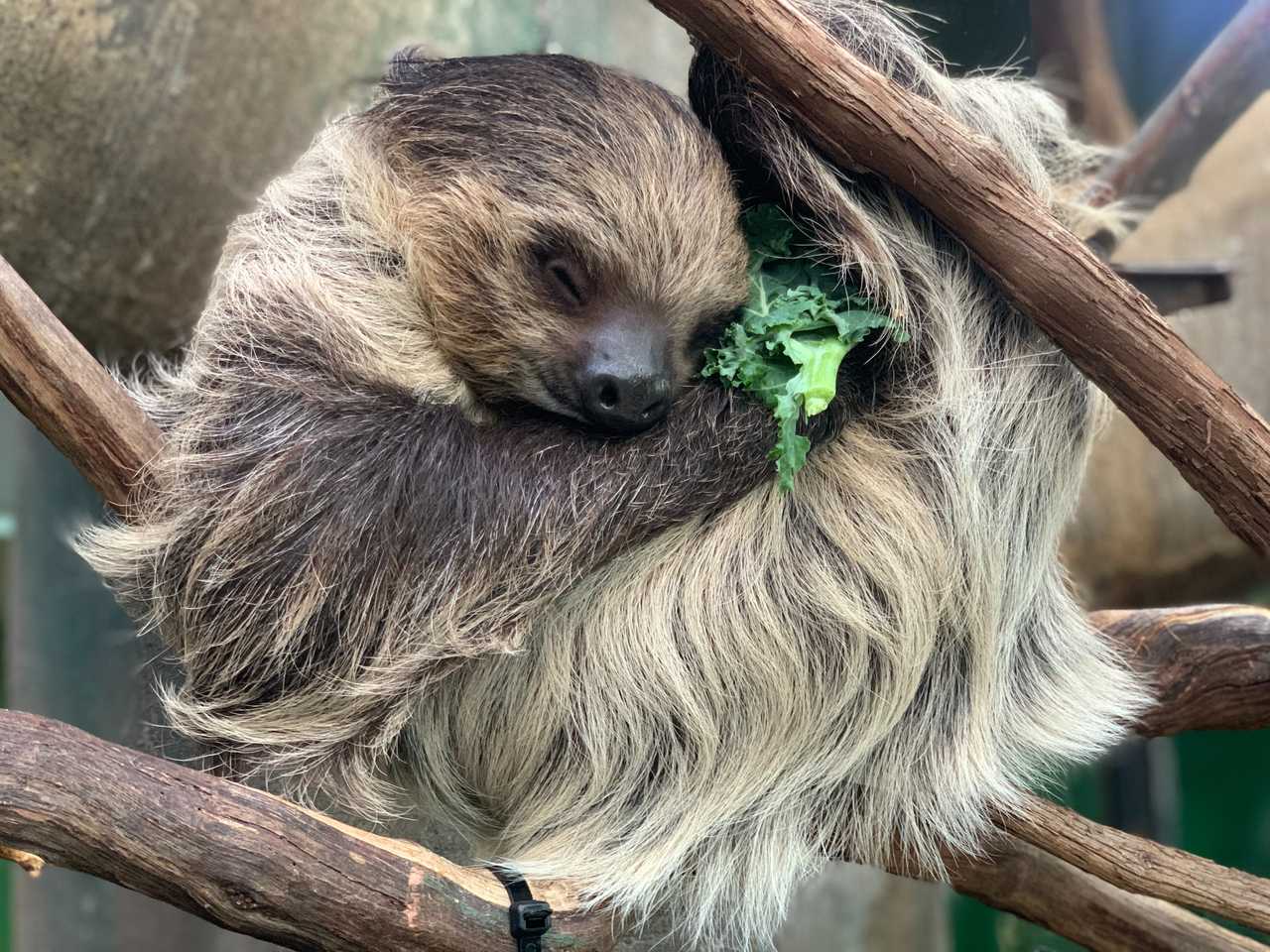 National Zoo Mourns Death Of Athena, Playful Sloth Known For ‘Zoomies ...