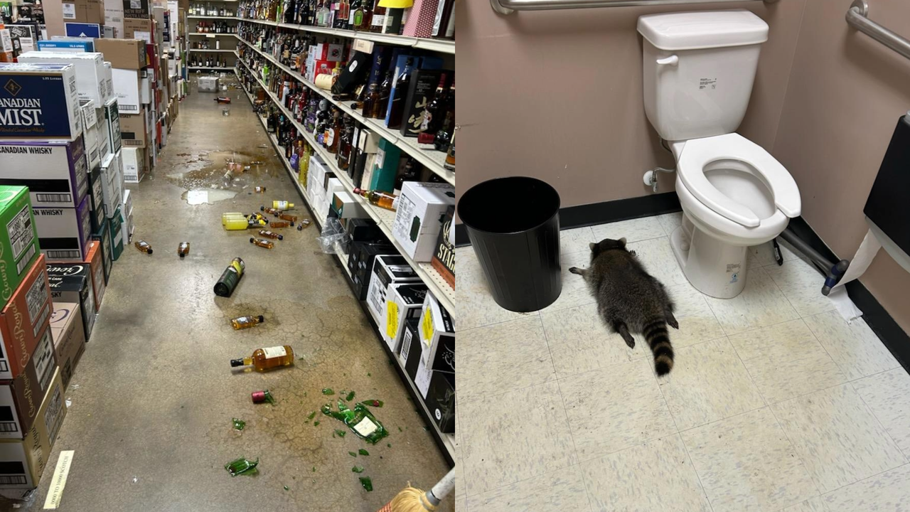 Raccoon breaks into Virginia liquor store, gets drunk, passes out in ...