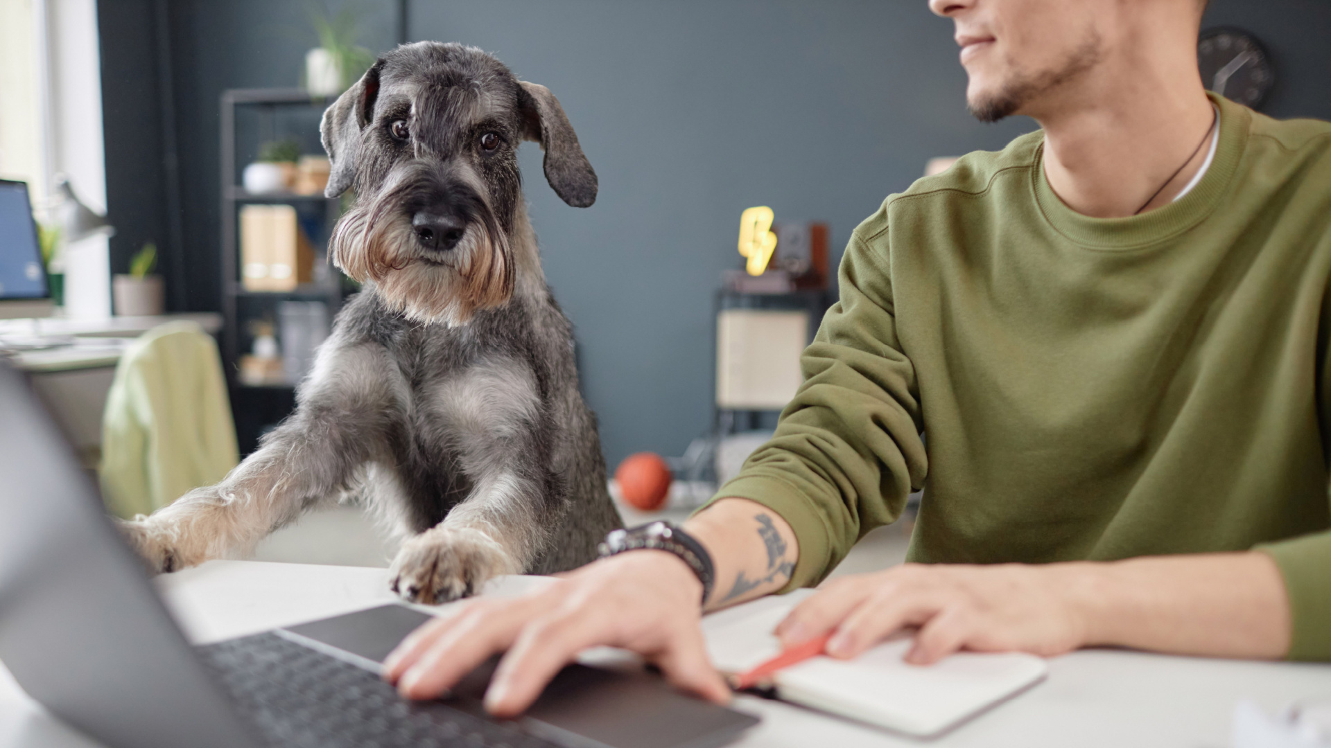10 Little Habits Dogs Copy From Their Owners And What That Says About You