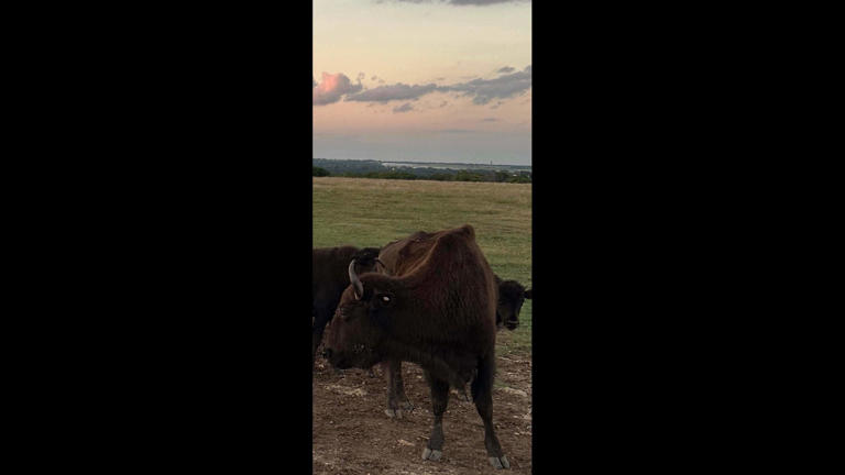 Who beheaded ‘our pet' bison? North Texas ranch family wants answers to ...