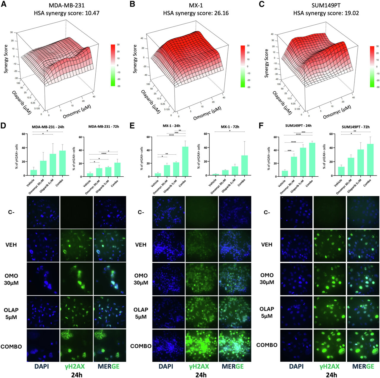 Omomyc enhances PARP inhibitor effects and overcomes resistance in ...