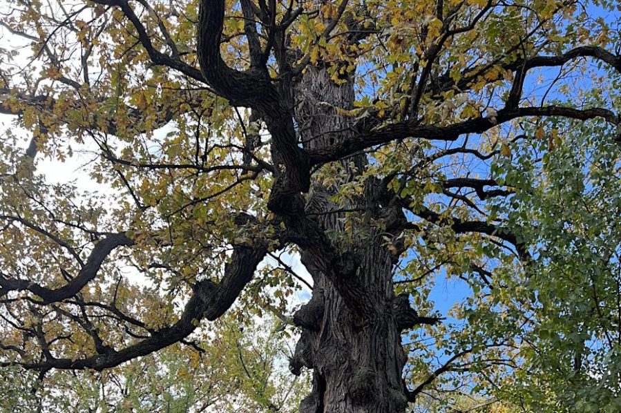 Community members bid farewell to beloved 250-year-old oak tree