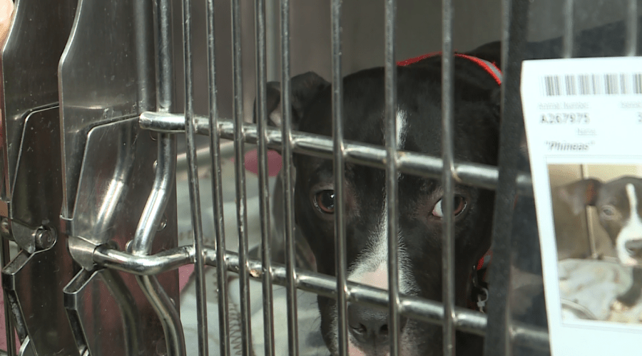 St. Louis County waives animal adoption fees for first time