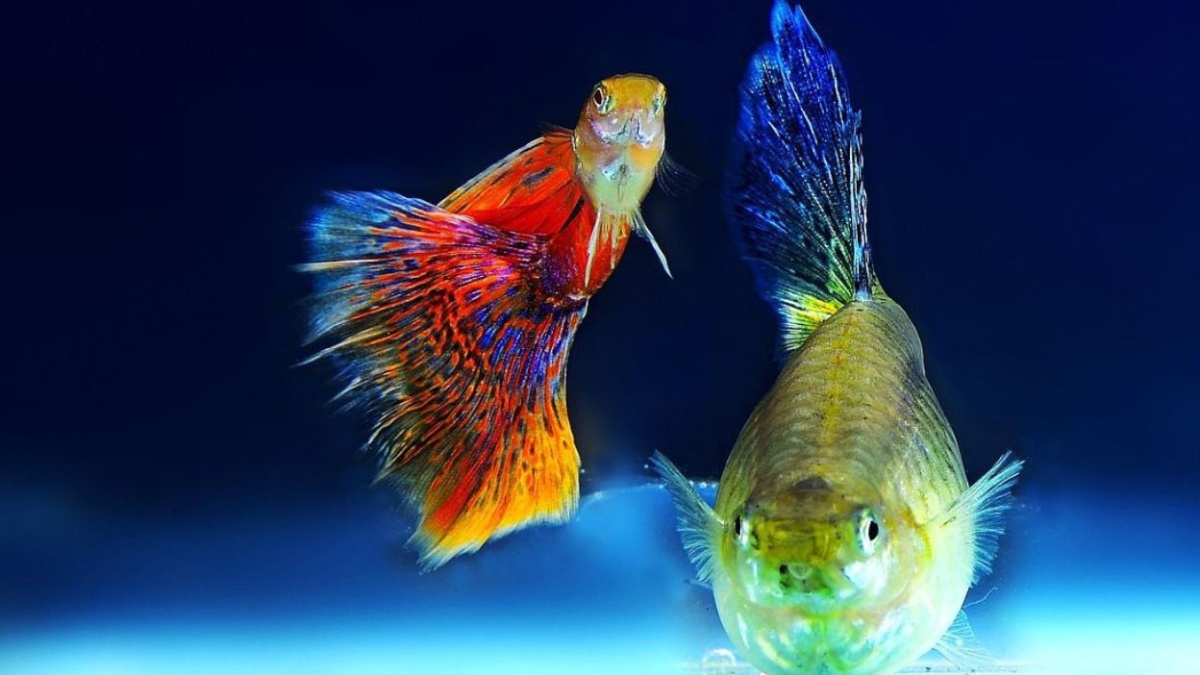 9 foods you should never feed your saltwater aquarium fish