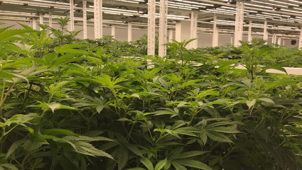 Bill proposal outlines retail cannabis rules in Virginia; sales could ...