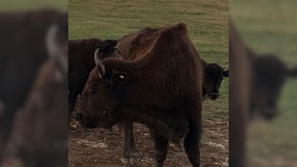 Reward increases in mysterious North Texas case of beheaded bison