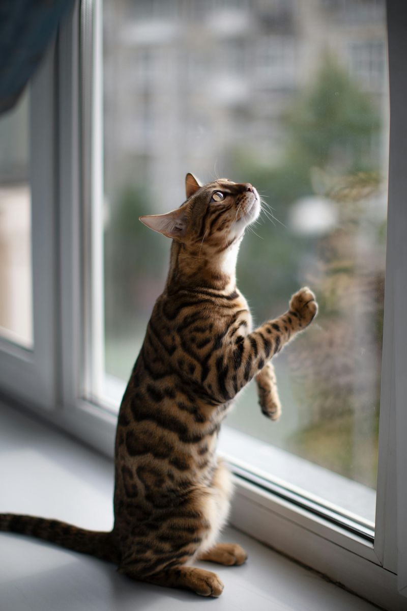 8 Cat Breeds That Should Not Live In Small Homes