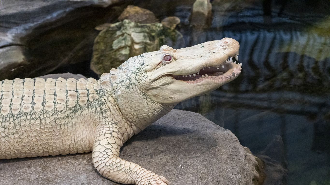 Claude the albino alligator dies at 30 in San Francisco