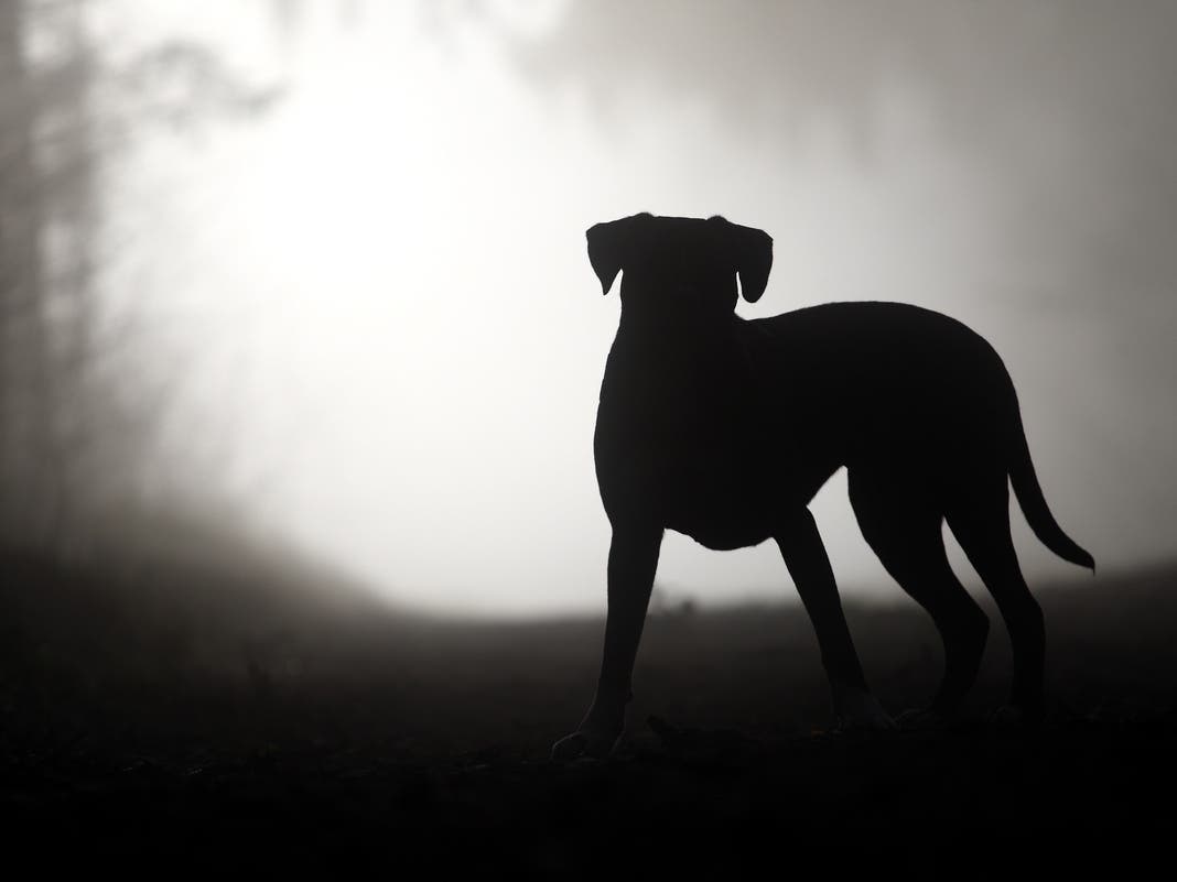 Loose NJ Pitbull Shot In The Head On Thanksgiving Day, Cops Say