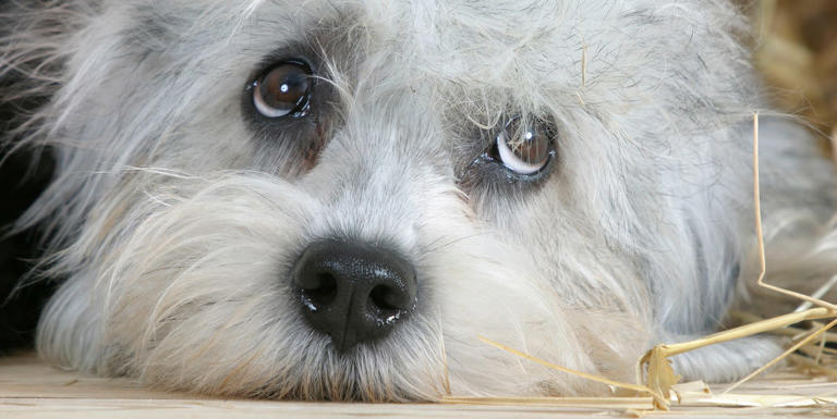 Meet the Rare Dog Breed Everyone Fell in Love With at the National Dog Show