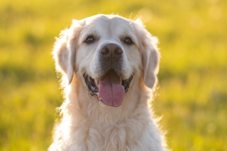 Adorable Rescued Golden Retriever Has the Gentlest Response to Meeting ...