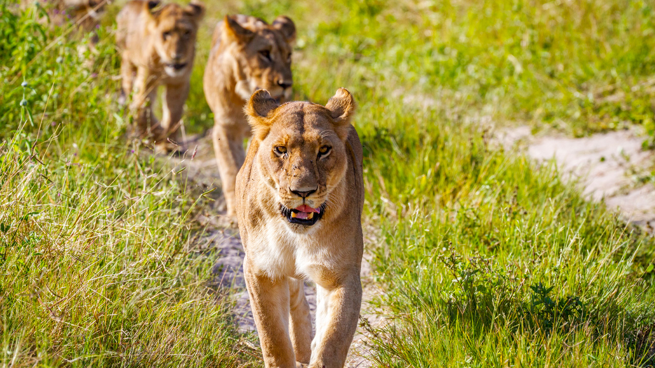 No Water is bad news for the Pride | Lion Dynasty