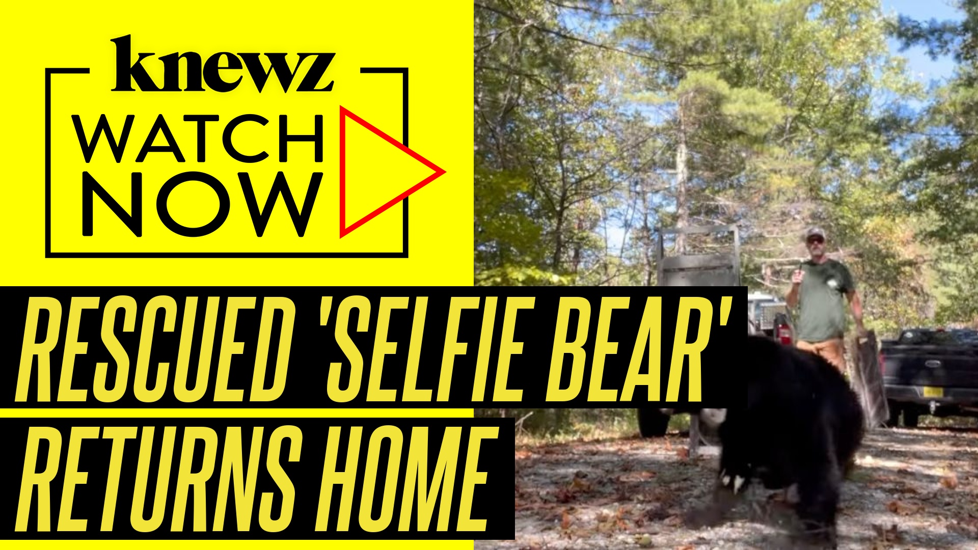 'Selfie Bear' cub pulled from a tree for people to take photos with her ...