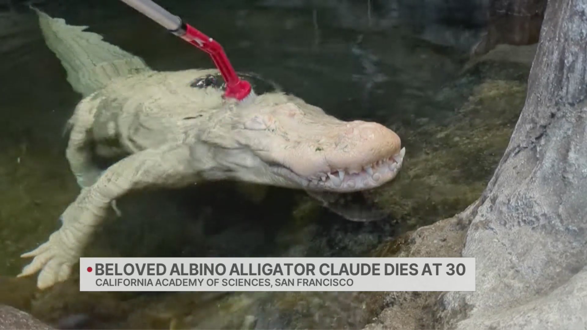 Claude, beloved SF albino alligator, passes away at 30