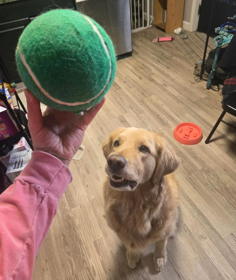 35 Times Golden Retrievers Proved They’re Too Pure For This World