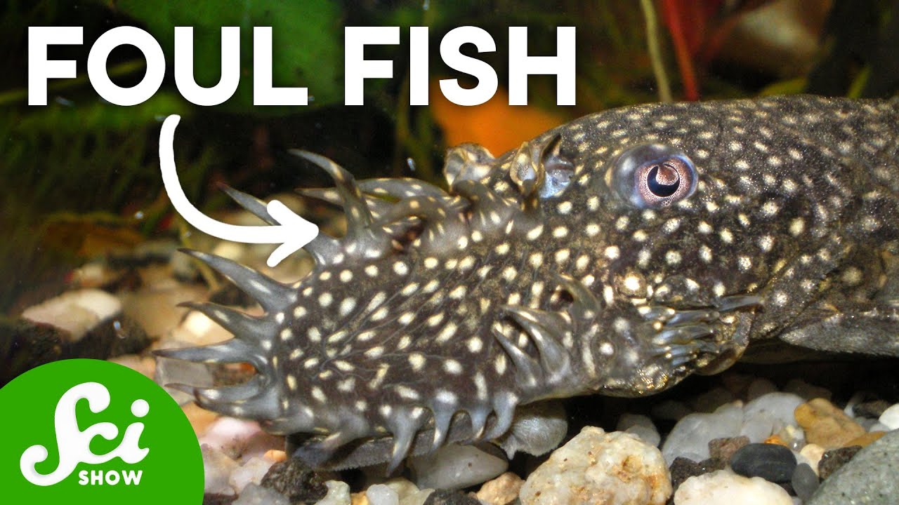 Why these 7 types of fish are so ugly