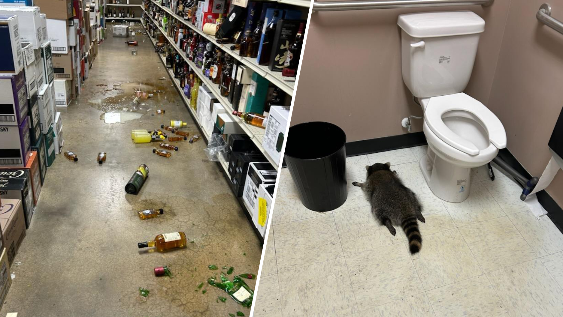 Raccoon caught smashing bottles in Va. liquor store, passing out in ...