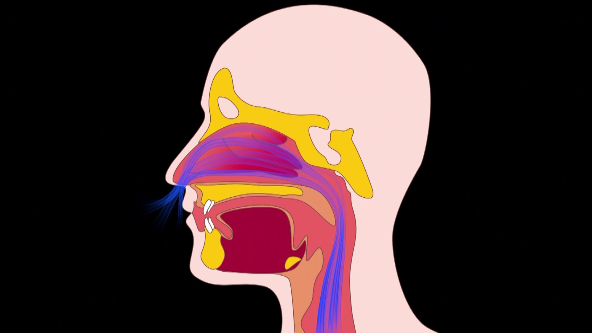Moment of Science: Nasal Cycle