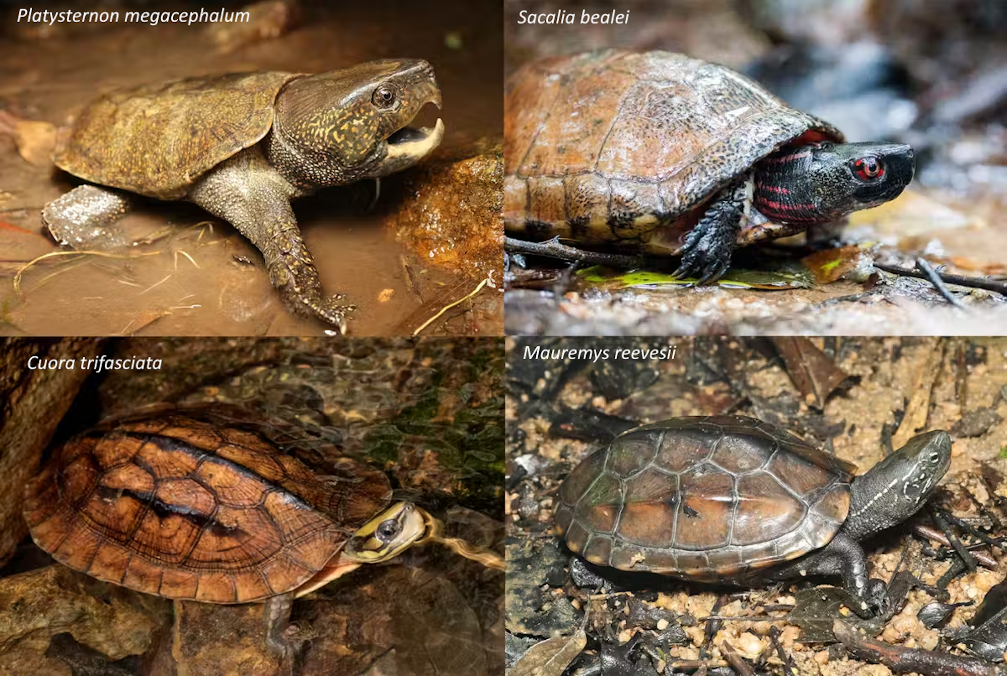 The tiny clue that reveals if an animal has been illegally smuggled