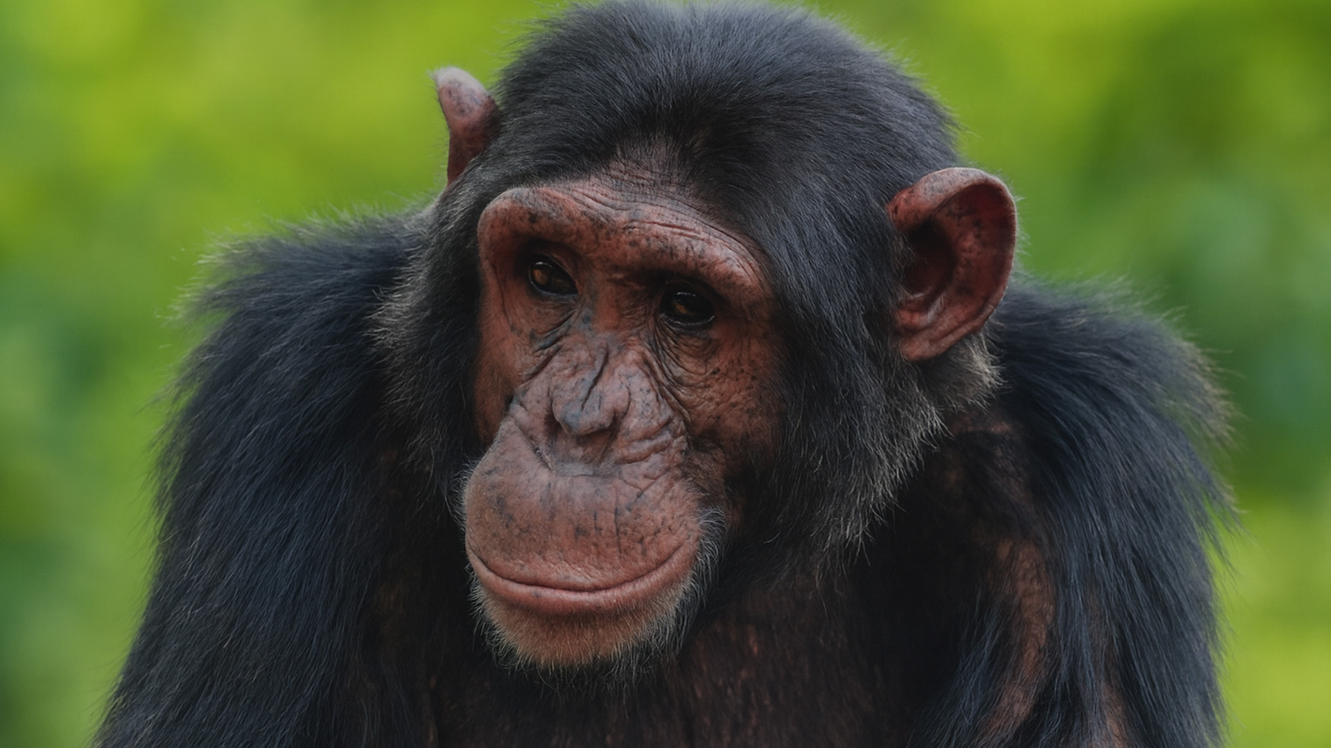 The Intelligent Eyes of the Jungle