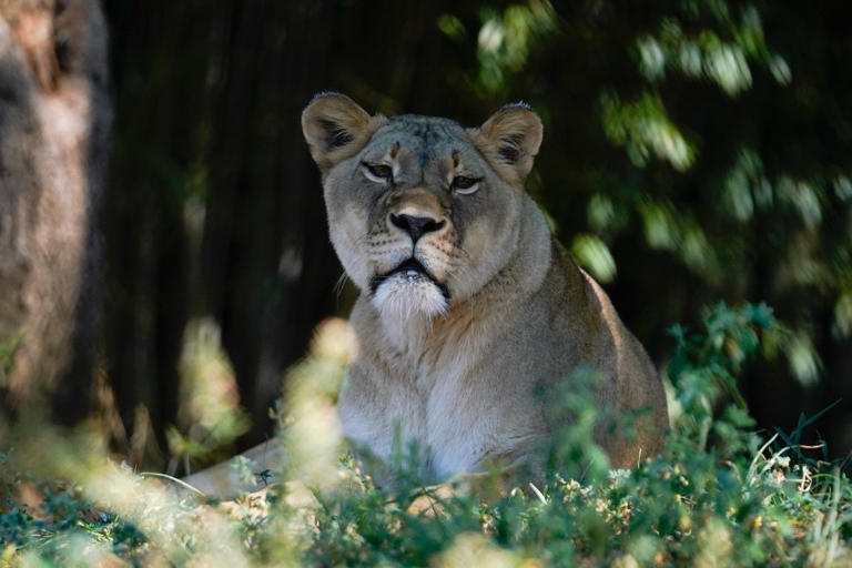 Zoo lion that fatally mauled man that jumped into lion exhibit will NOT ...
