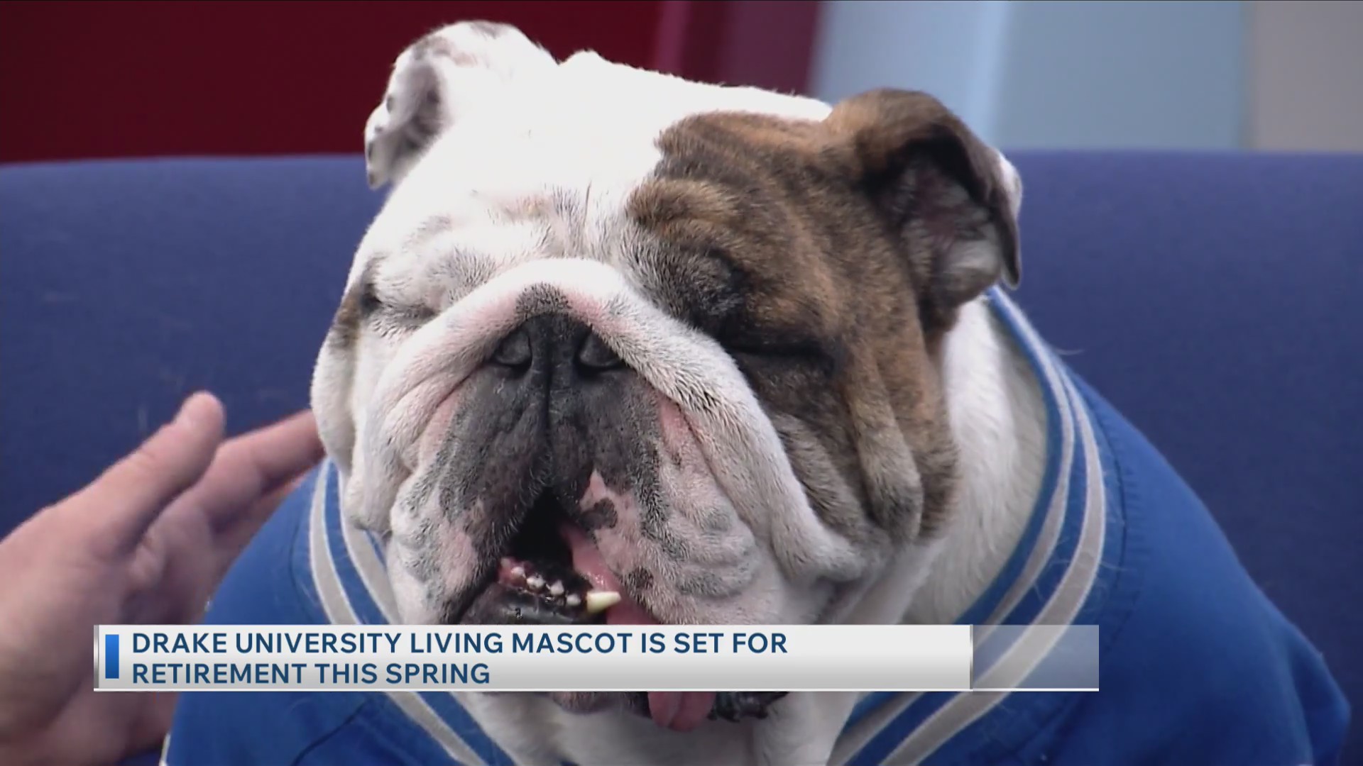 Drake University Living Mascot Set For Retirement This Spring
