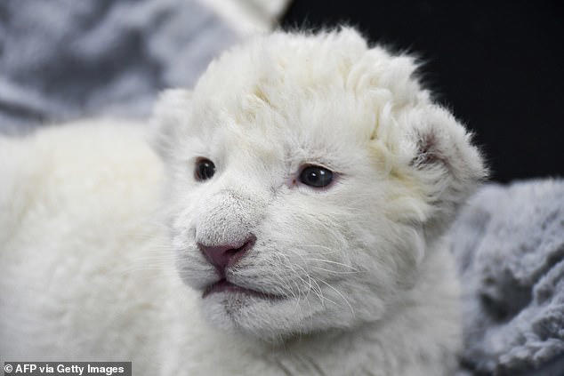 A Christmas miracle! Two endangered white lion cubs are born