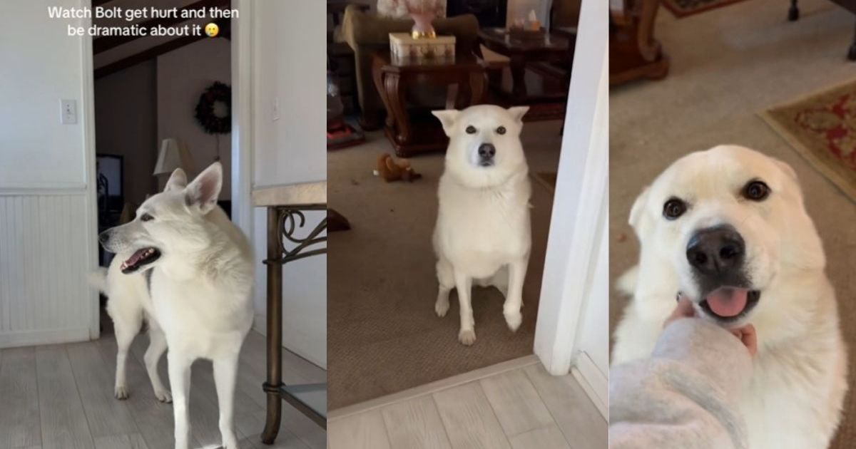 Shepsky Is Confused About Where He Hurt Himself in the Video