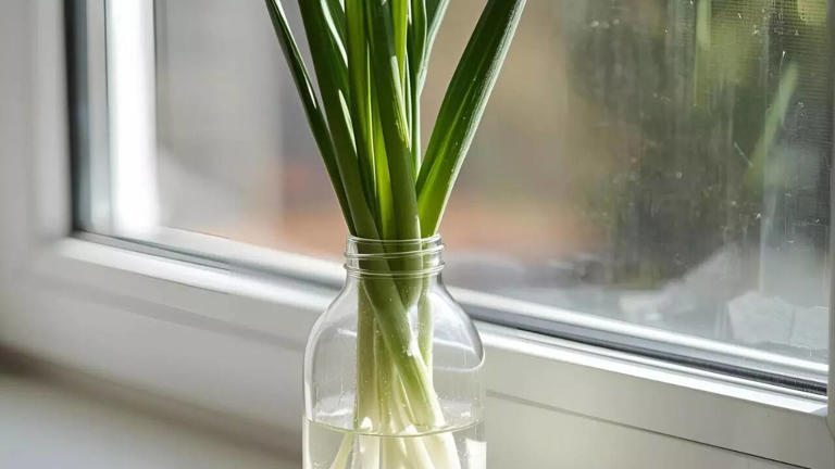 STOP throwing away slimy spring onions: A simple water trick keeps them ...