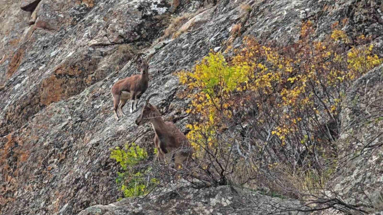Dağ keçileri karayolu kenarına indi, görenler cep telefonlarına sarıldı