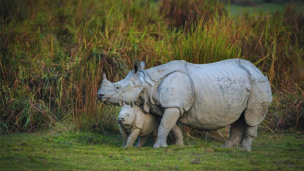 10 lesser known national parks and wildlife sanctuaries of India to ...