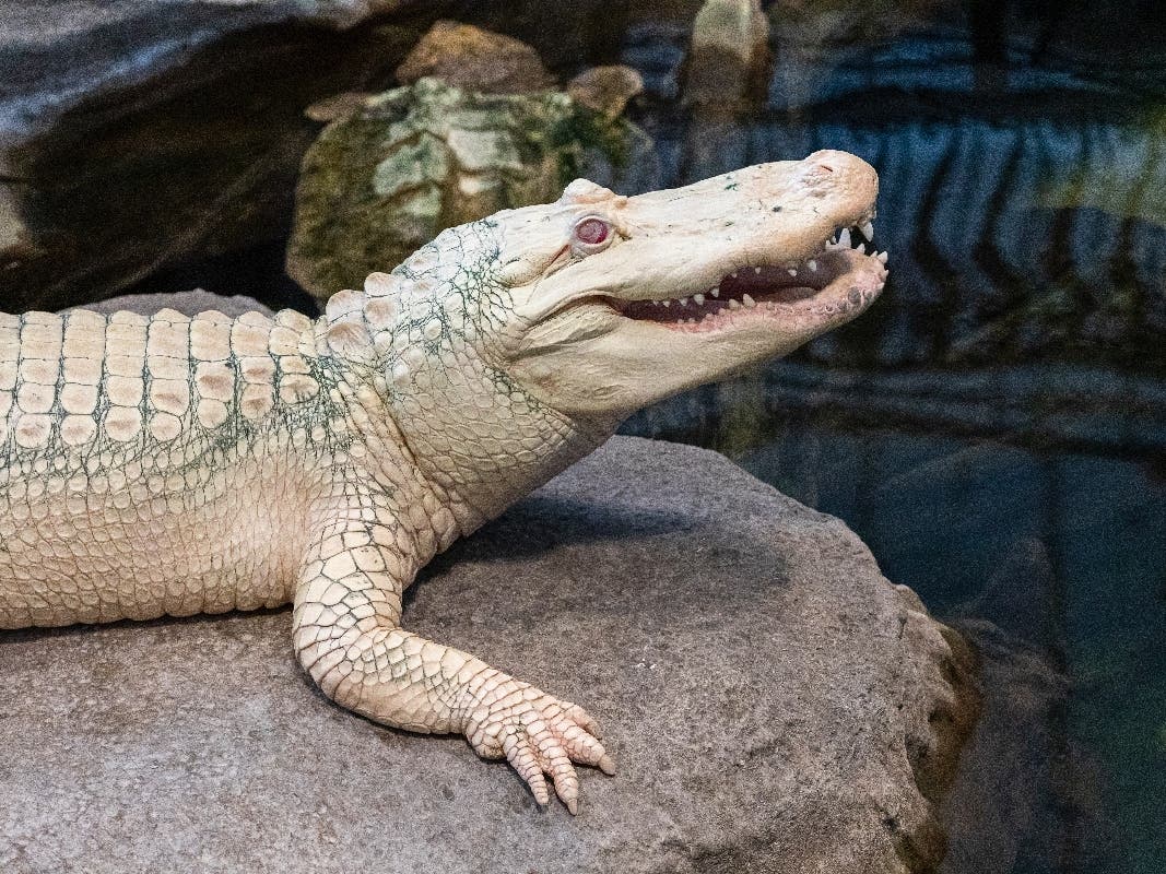 Claude, Albino Alligator At SF Science Museum, Dies At 30: 'He Brought ...