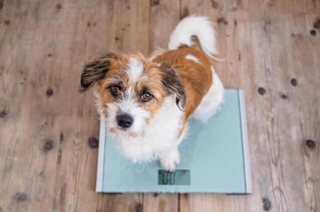 Is Your Dog at a Healthy Weight? Using the Body Condition Score (BCS)