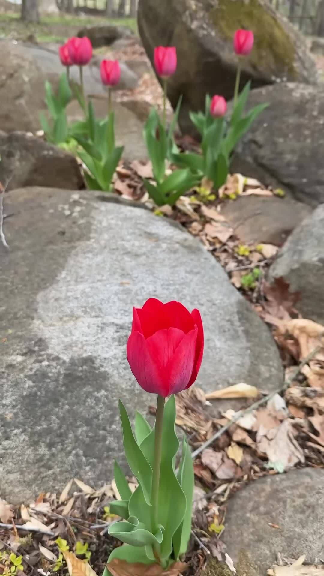 Tulip Red Impression in bloom! #tulip #tulipa #tulips
