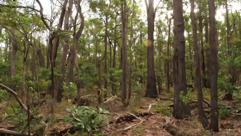 A 1939 Royal Commission found burning forests leads to more bushfires ...