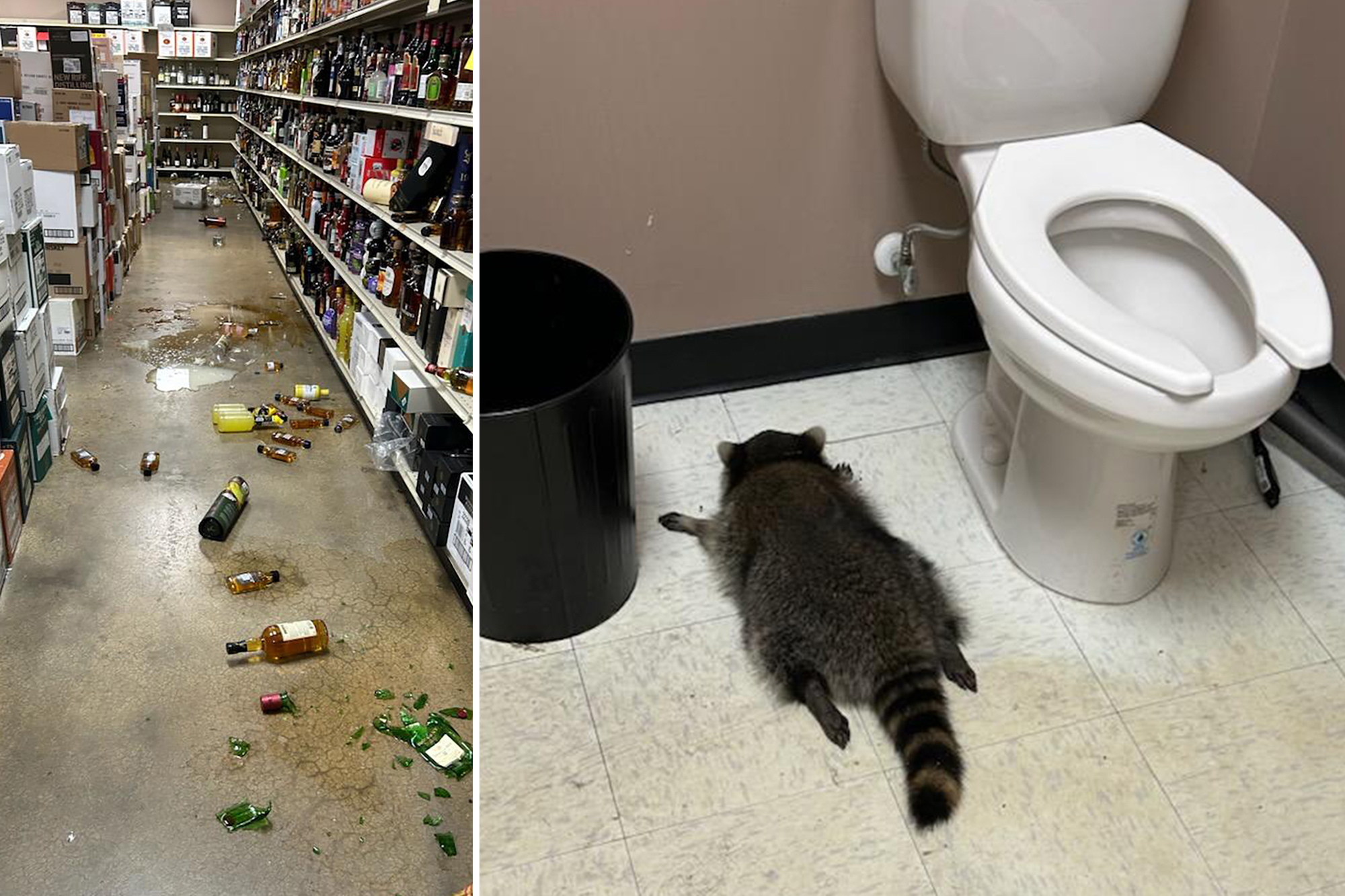‘Very intoxicated’ raccoon trashed Virginia liquor store, then passed ...