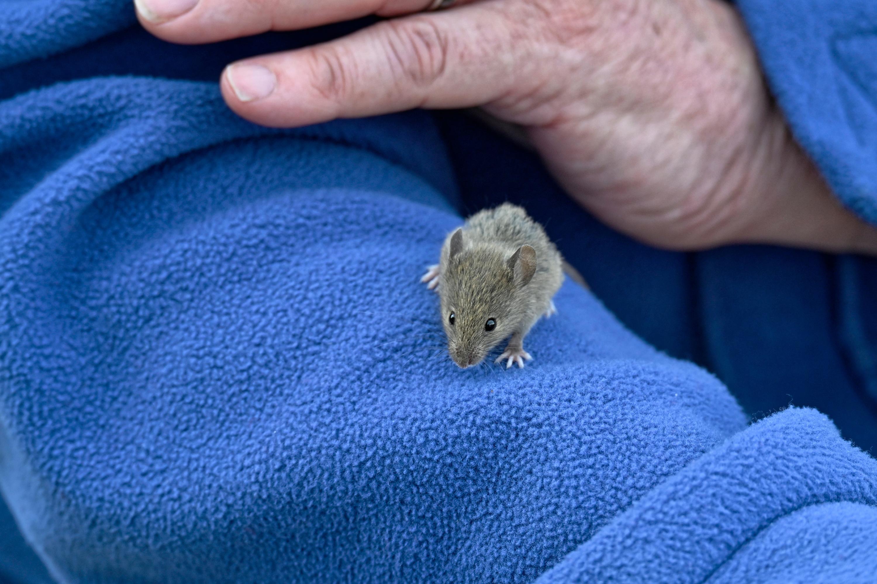 Cette souris est considérée à la fois comme vivante et morte, à cause d ...