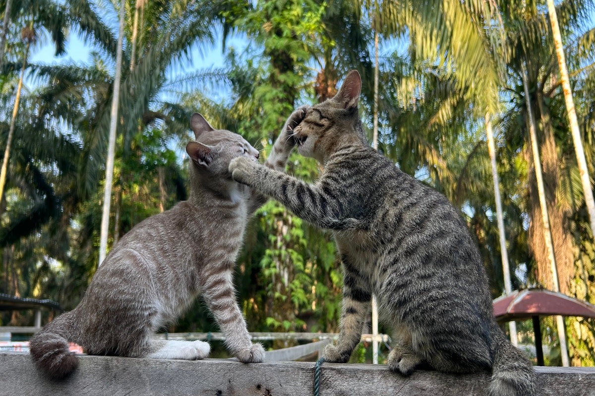 Tabby Cat Brothers With Secret Handshake 'Fight in Lowercase' for First ...