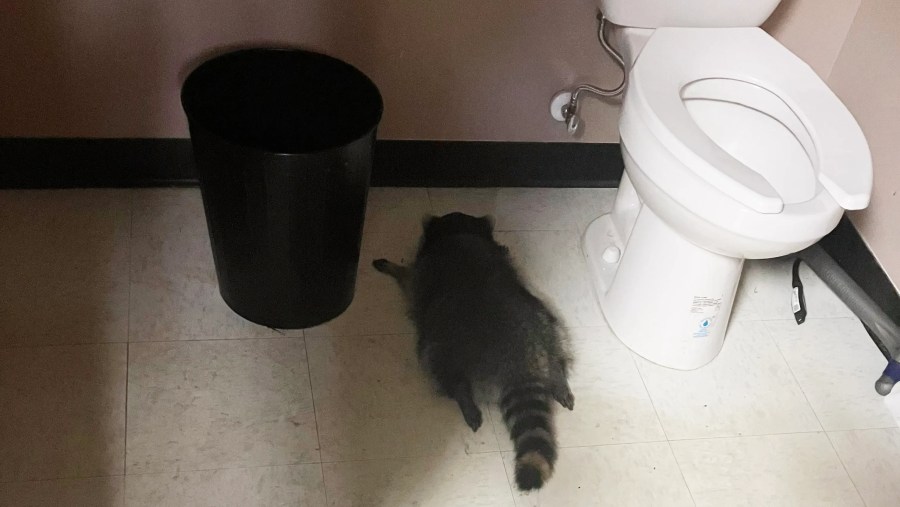 Downtown Ashland launches 'The Great Raccoon Hunt' after viral internet ...