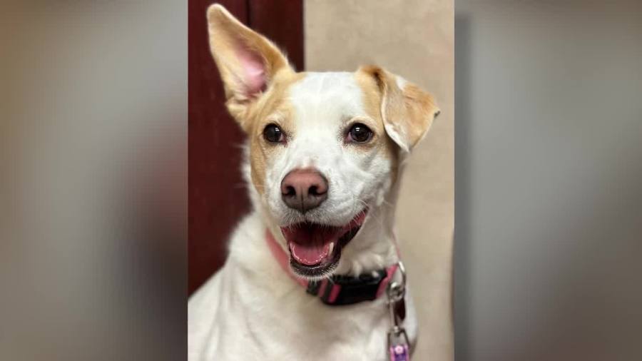 Missing dog reunited with owner in Cuyahoga County